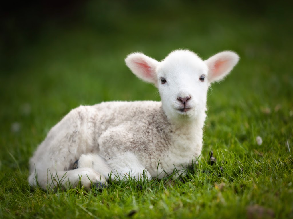 Spring Lamb Kate Innes Writer Spring Lamb Kate Innes Writer